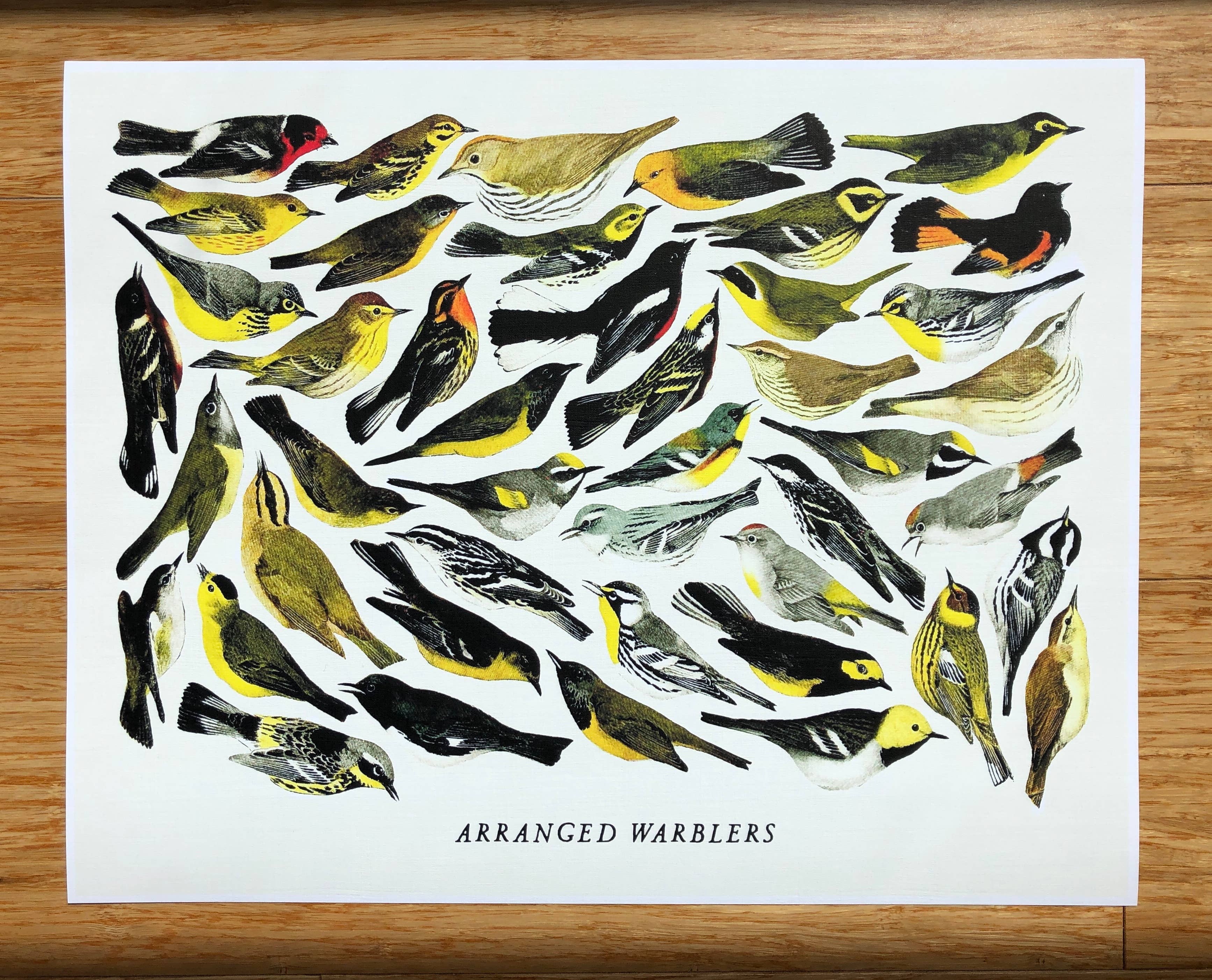 Arranged Warblers art print – Colossal Sanders